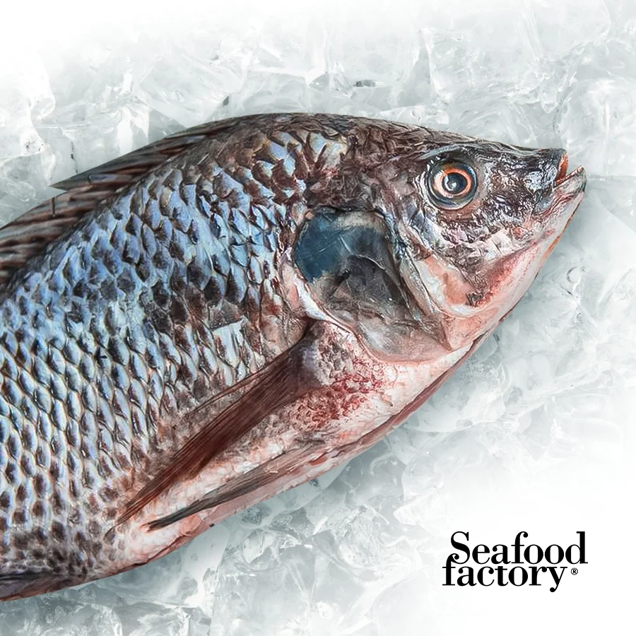 Wild Tilapia - (Bolty) – Seafood Factory